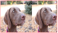 How to resize an image using CSS | BrowserStack