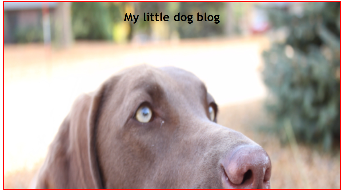 How To Resize An Image Using Css Browserstack