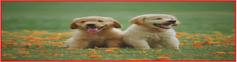 How to resize an image using CSS | BrowserStack